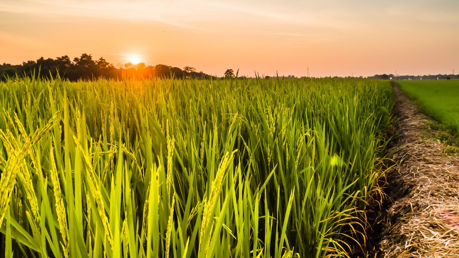¿Cómo se cultiva el arroz? Así se produce uno de los alimentos más ...